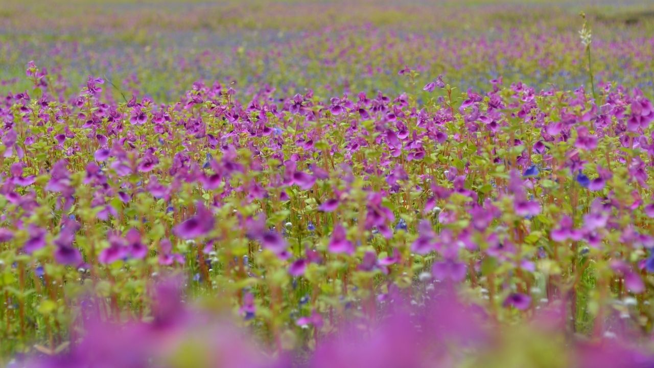 Top 10 Best Places to Visit in Satara